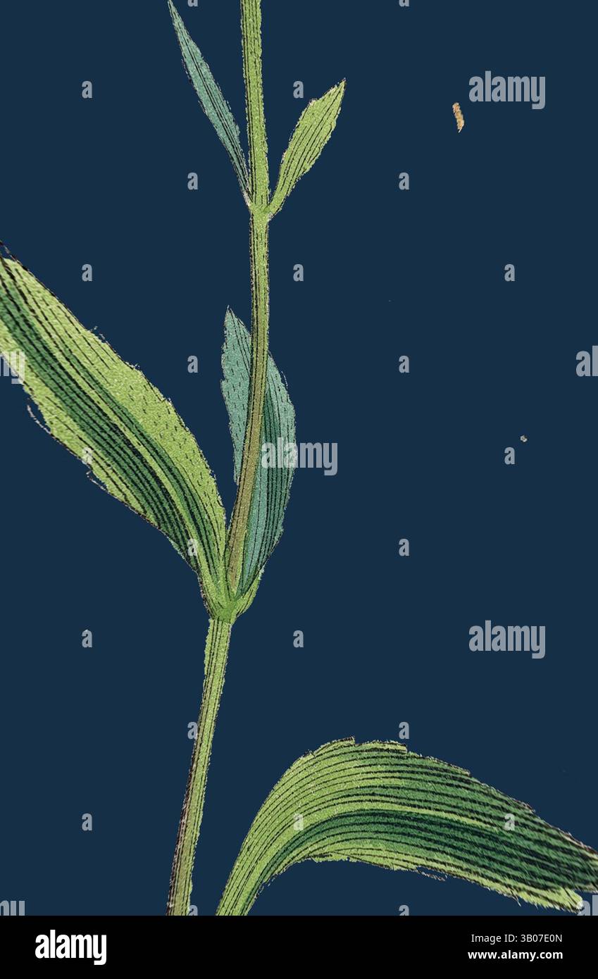 A slender plant stem emerging from a deep background, featuring ...