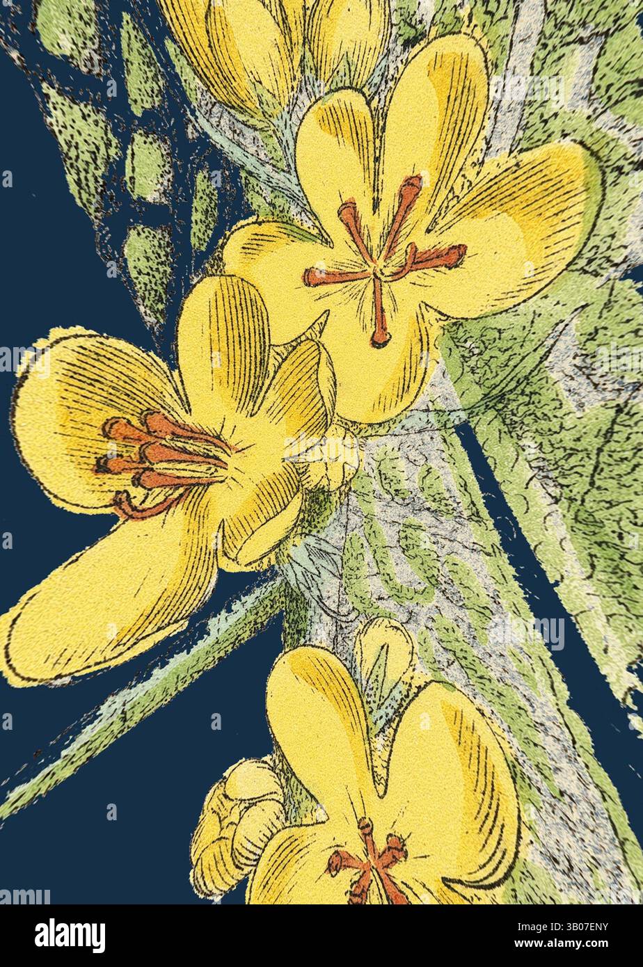 A cluster of vibrant yellow flowers, featuring delicate petals and ...