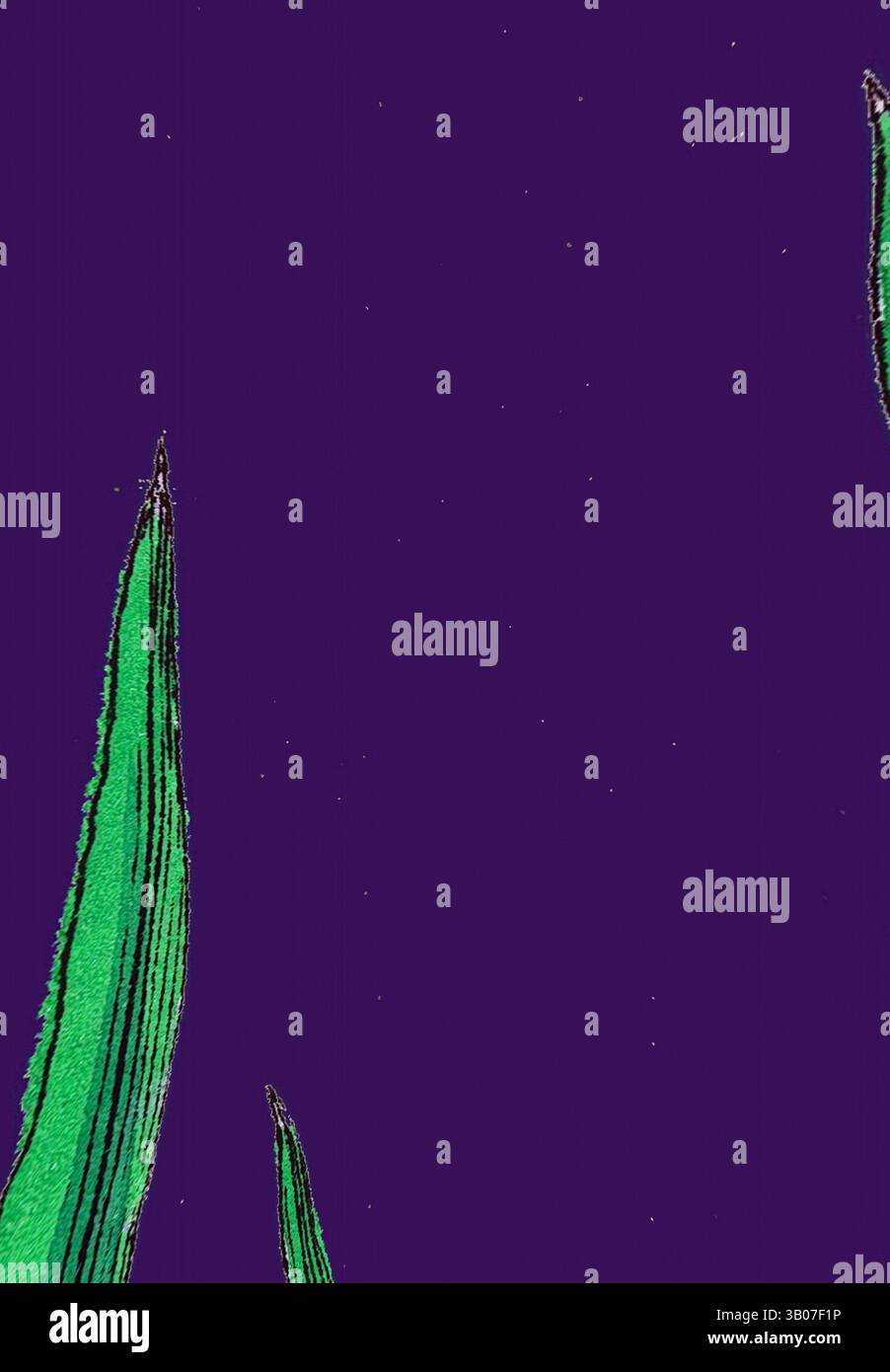 Vibrant green blades rise hi-res stock photography and images - Alamy