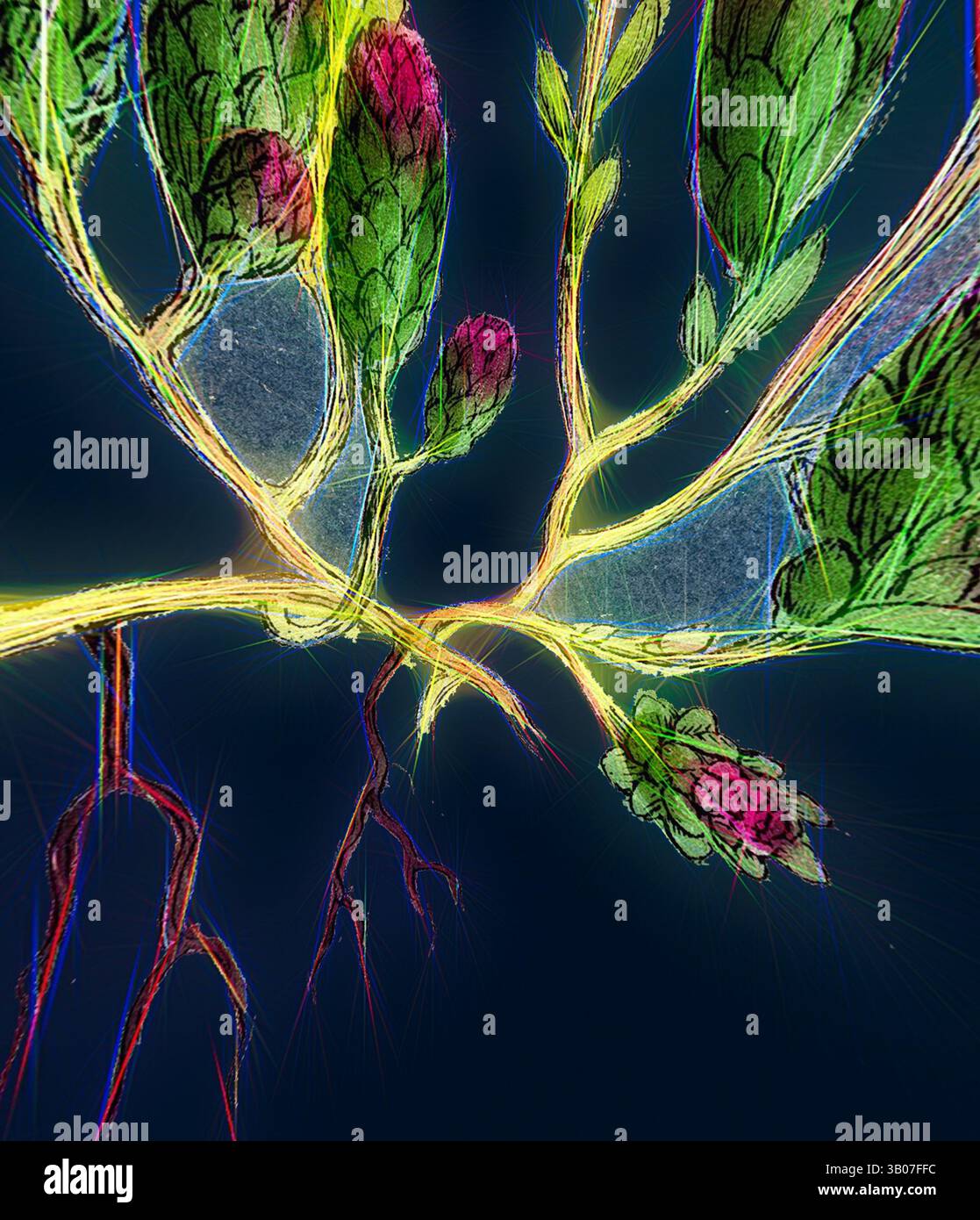 A vibrant plant with intricate leaves and budding flowers, showcased in ...