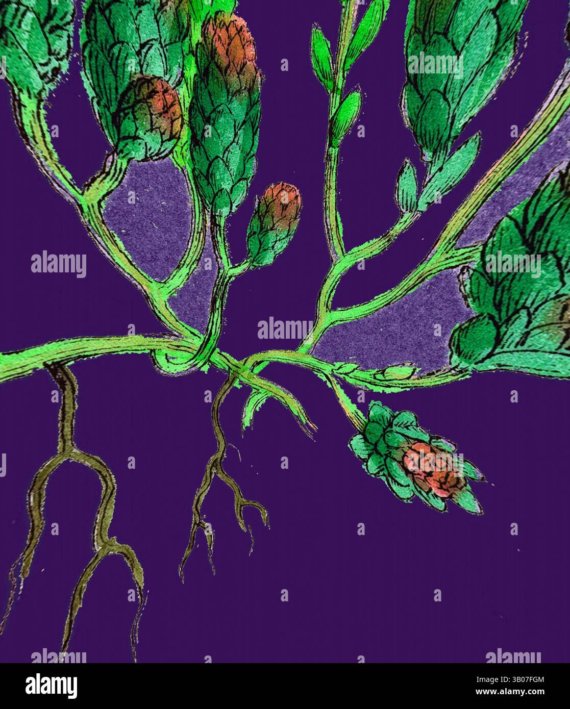 Circular depiction of intertwined roots hi-res stock photography and ...