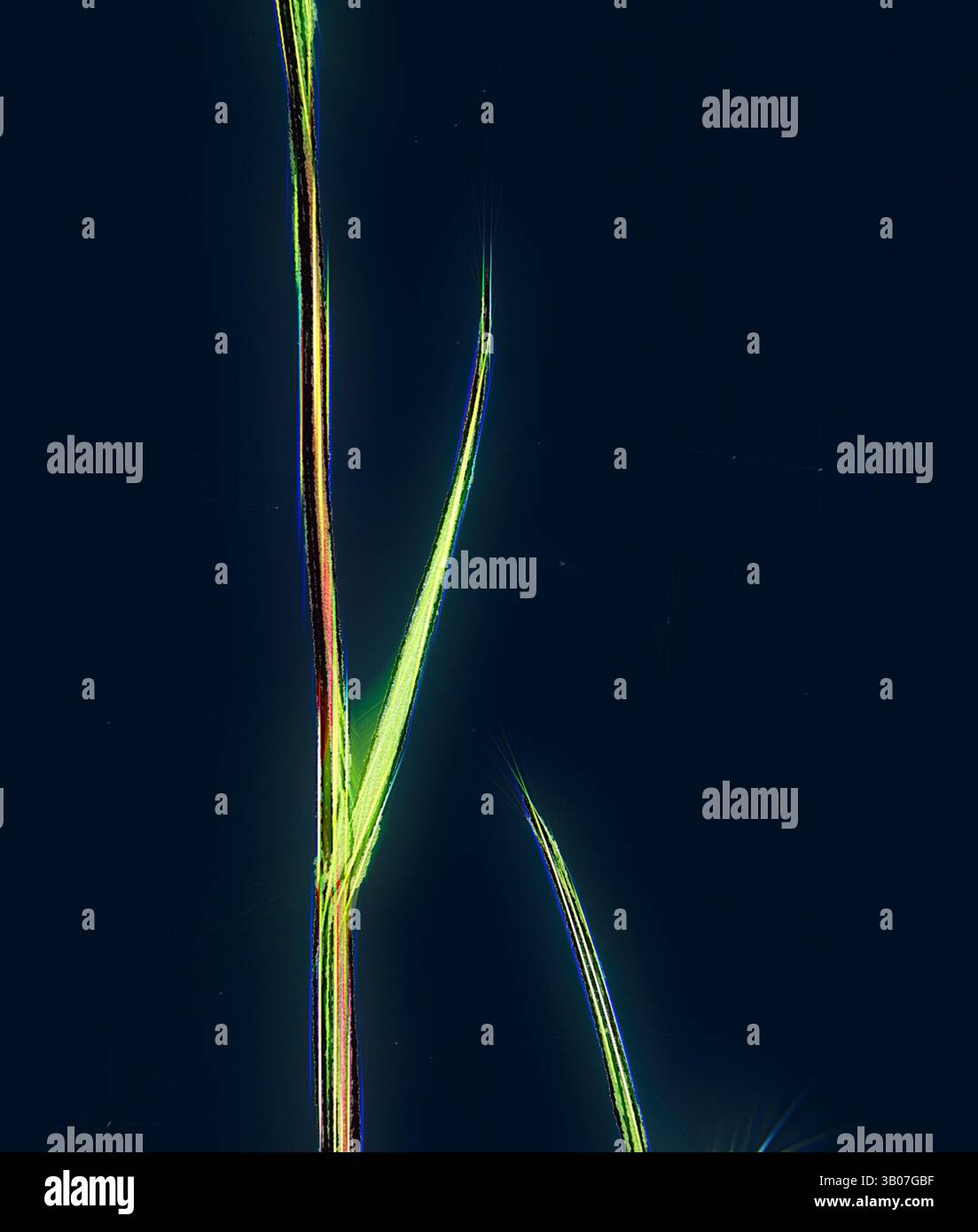 A close-up view of a vibrant green plant stem with elongated, slender ...