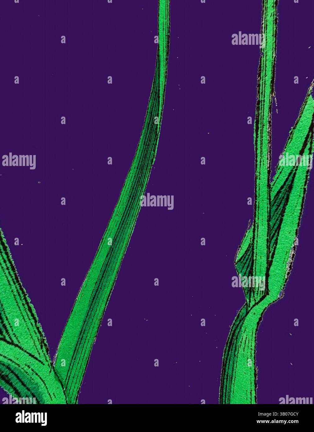 A vibrant display of slender green blades contrasting against a rich ...