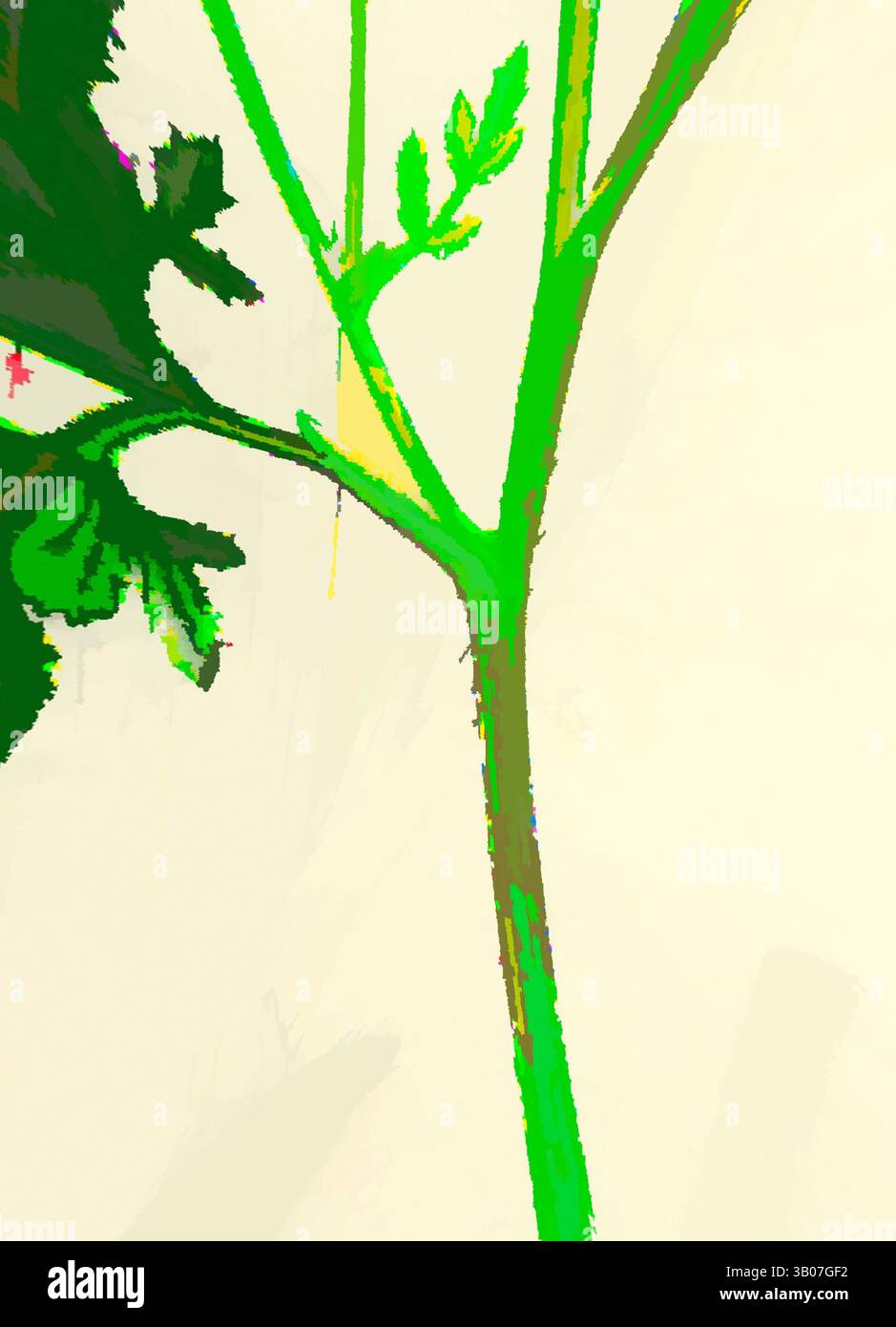 Transformed conium maculatum common hemlock hi-res stock photography ...