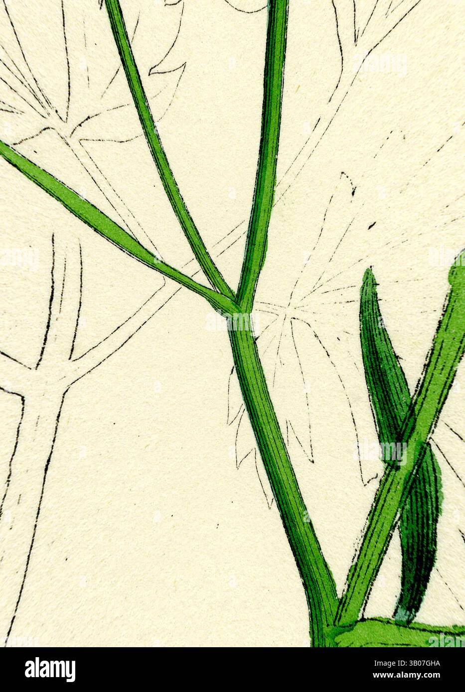 Intricacies of botanical forms hi-res stock photography and images - Alamy