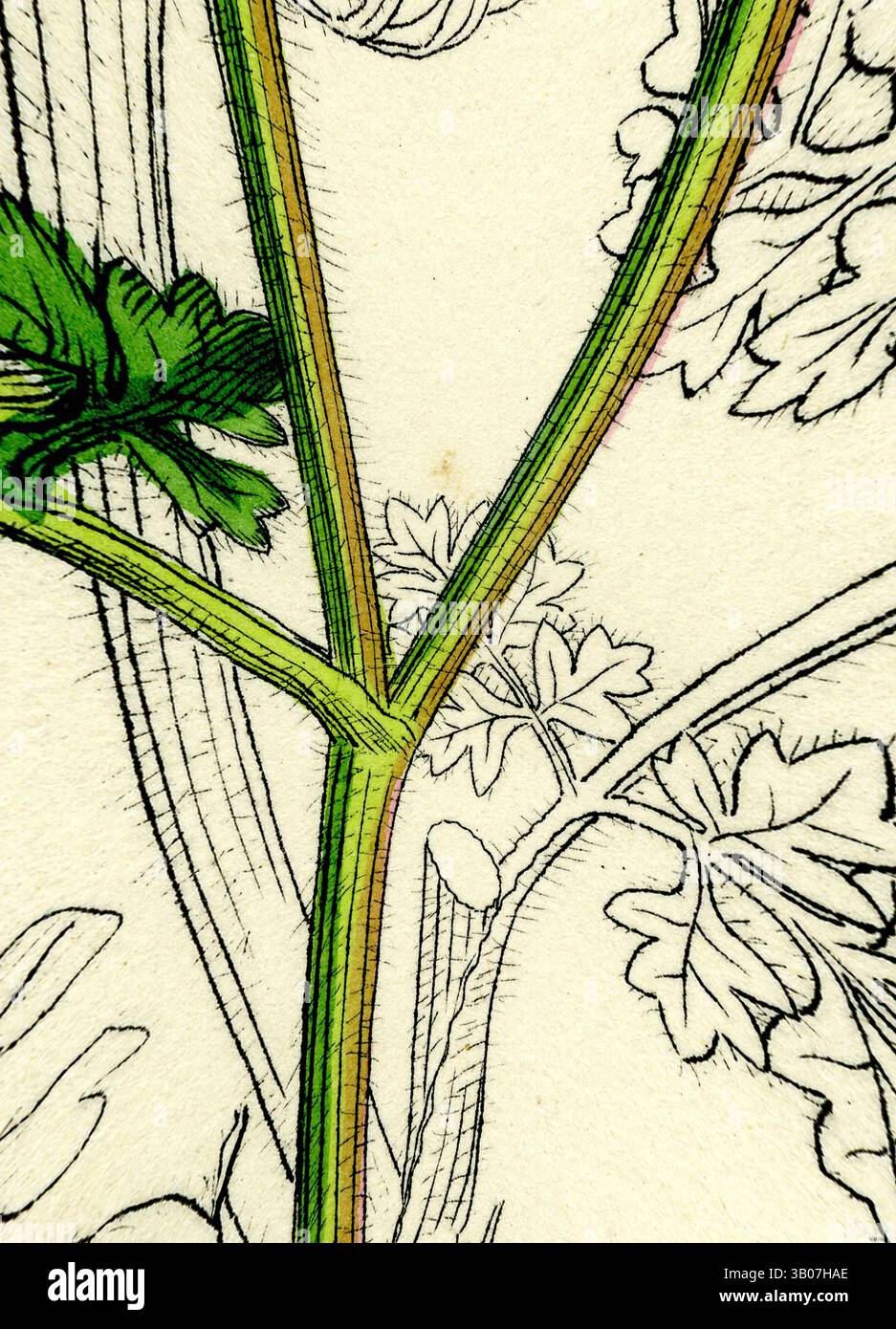 A close-up view of a botanical illustration showcasing intricate ...