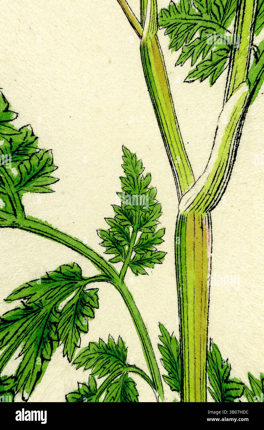A detailed illustration showcasing vibrant green leaves and delicate ...