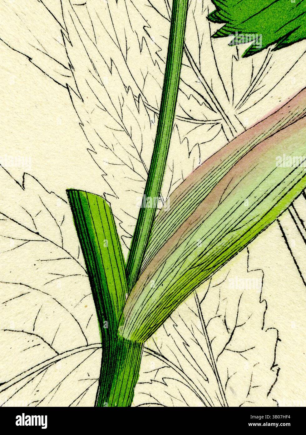 A close-up view of a plant stem featuring detailed textures and vibrant ...