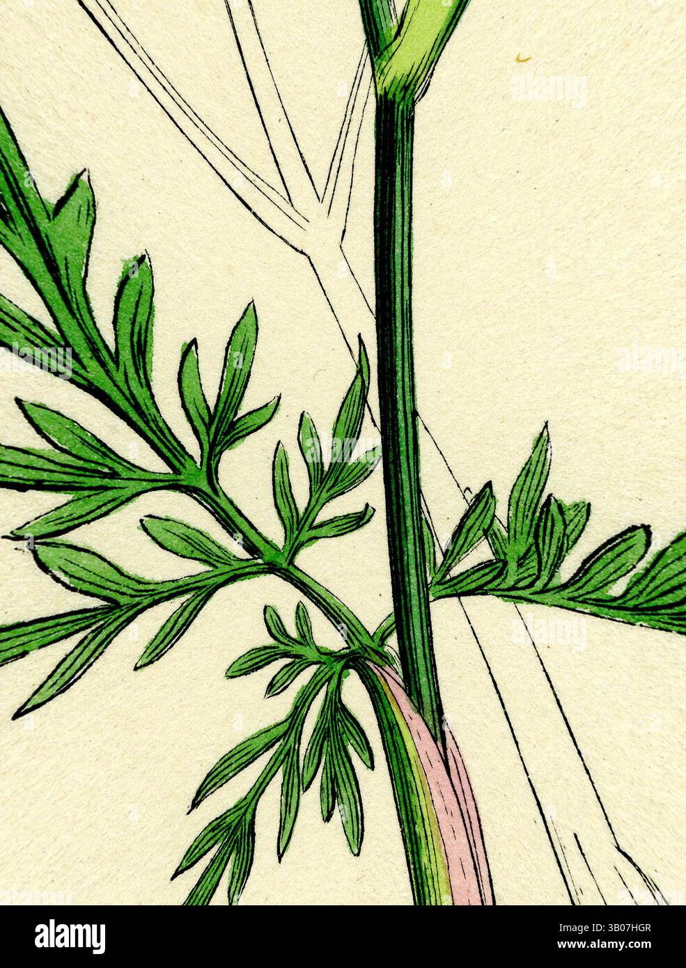 A detailed illustration of a green plant with delicate leaves and stems ...