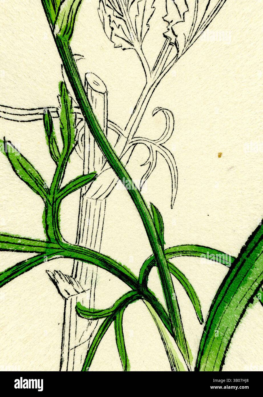 A detailed study of plant life, showcasing intricate green stems and ...