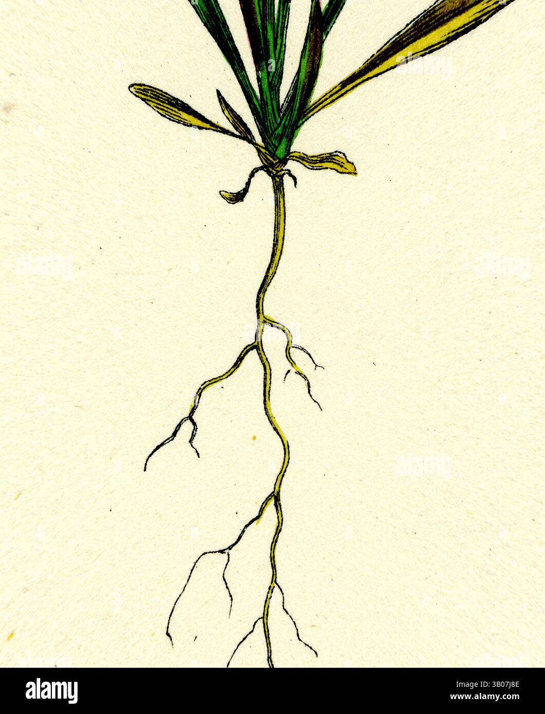 A detailed illustration of a plant's root system, showcasing slender ...