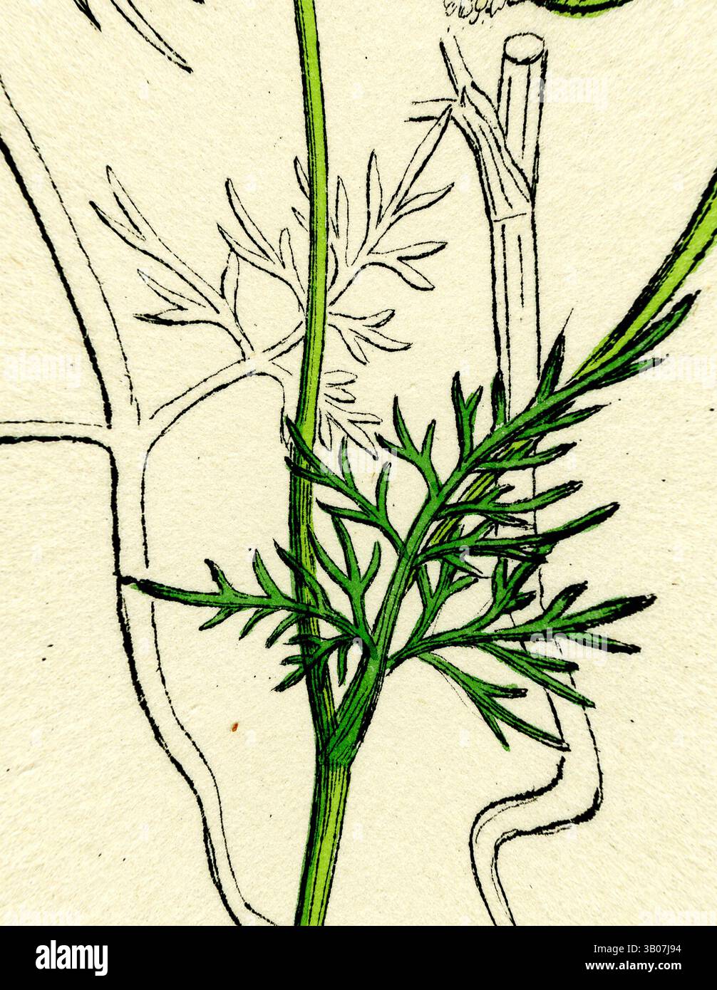 A detailed illustration of a delicate plant, featuring intricate green ...
