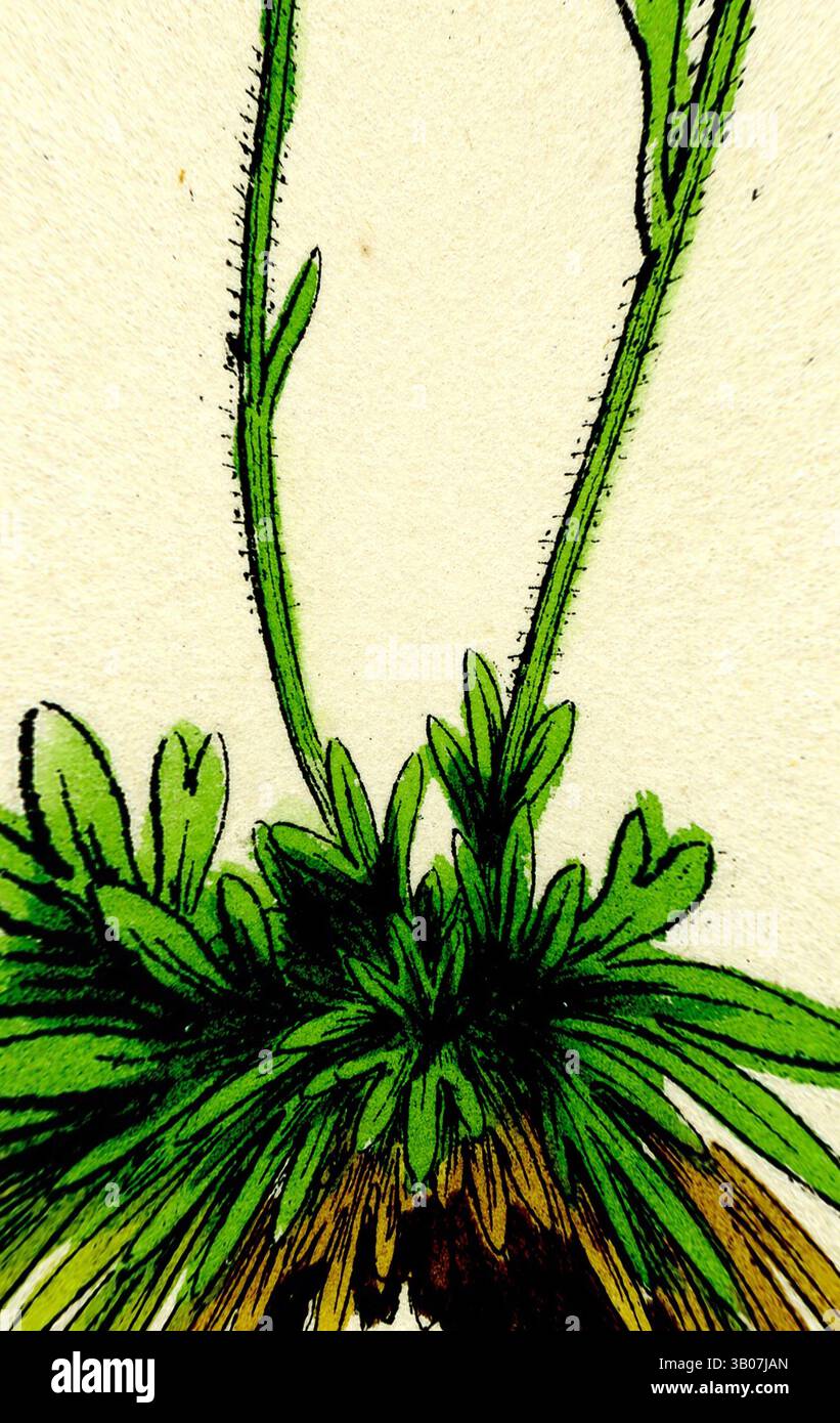 A close-up view of vibrant green sprouting plants, showcasing delicate ...