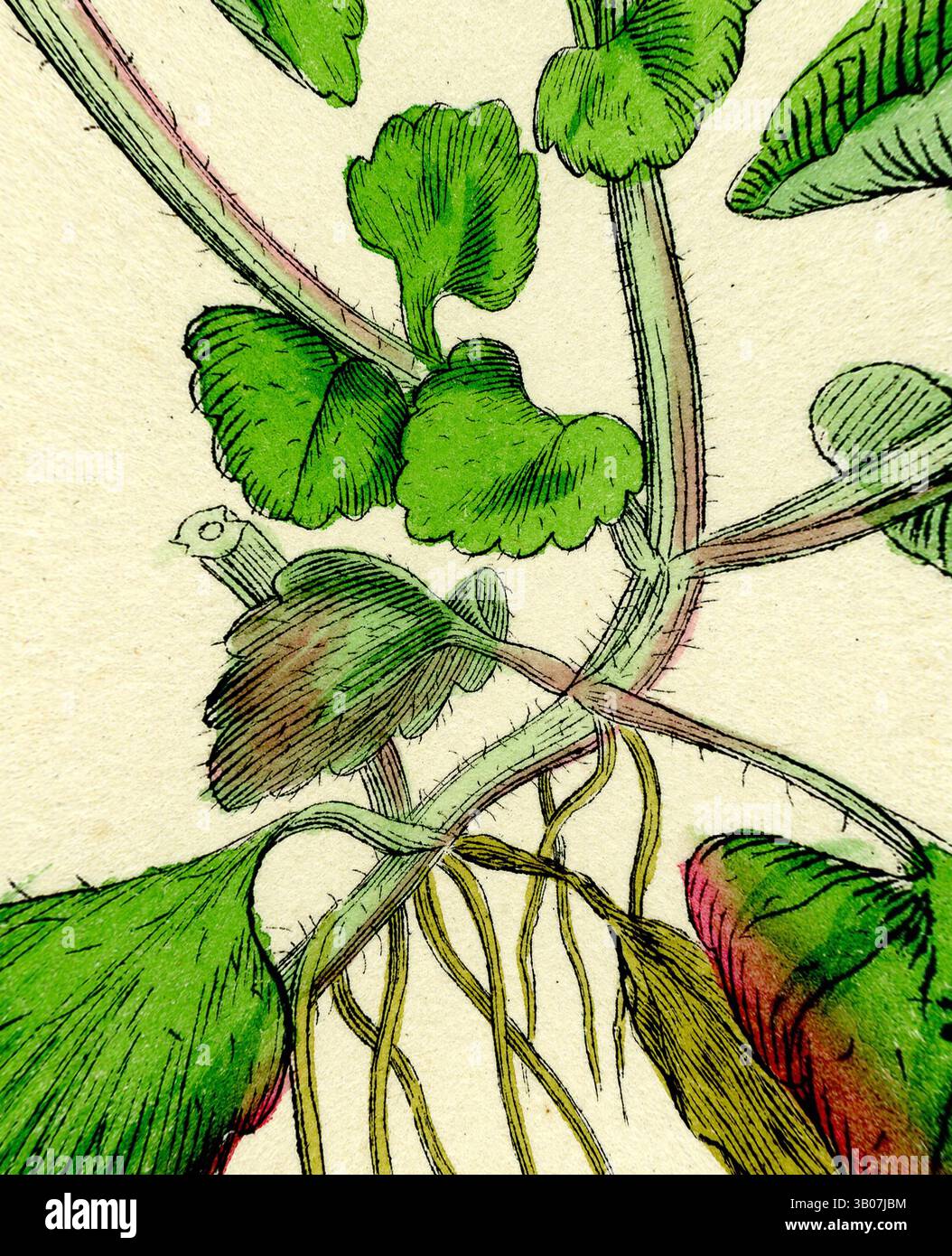An intricate illustration of plant life, showcasing vibrant green ...