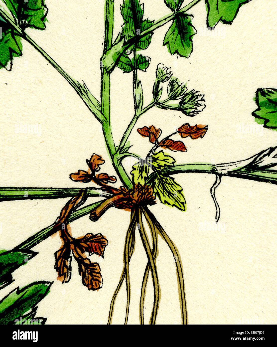 A detailed illustration features a plant with vibrant green leaves and ...