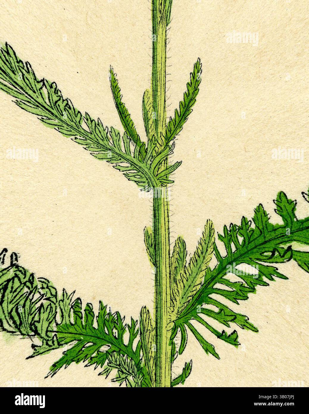A close-up view of a plant stem featuring intricate, feathery green ...