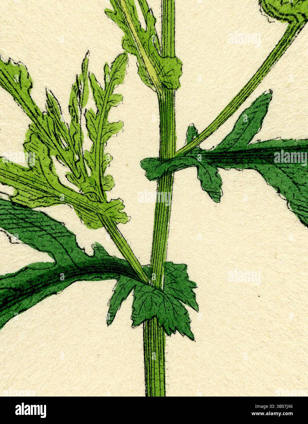 Transformed senecio sylvaticus var hi-res stock photography and images ...