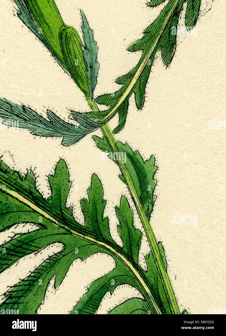 A close-up view of intricate green leaves showcasing their delicate ...