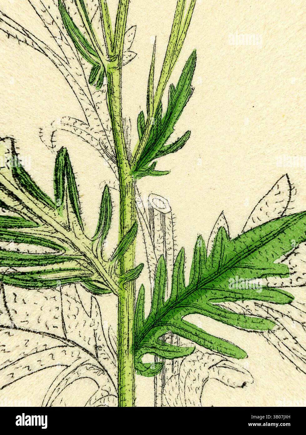A detailed illustration of a plant stem featuring elongated leaves with ...