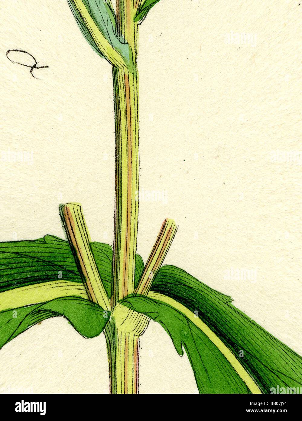 A detailed illustration of a plant stem showcasing its vibrant green ...