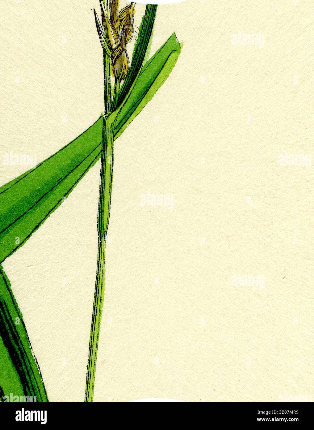 A close-up view of a green plant stem with elongated leaves and a ...