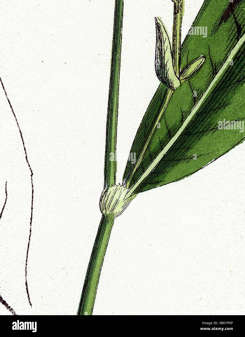 A detailed illustration of a green plant stem featuring large, smooth ...