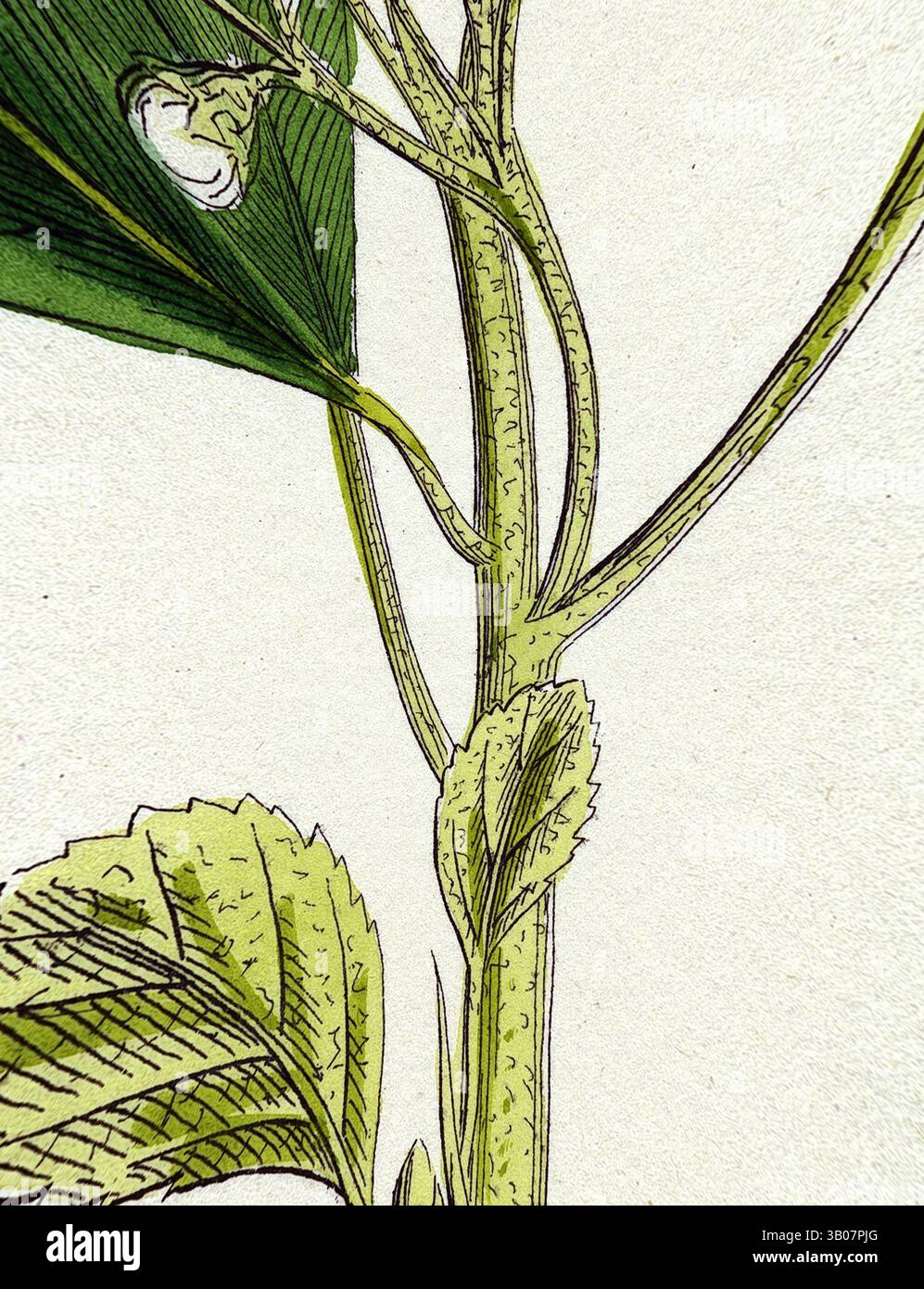 A detailed botanical illustration showcasing the intricate structure of ...