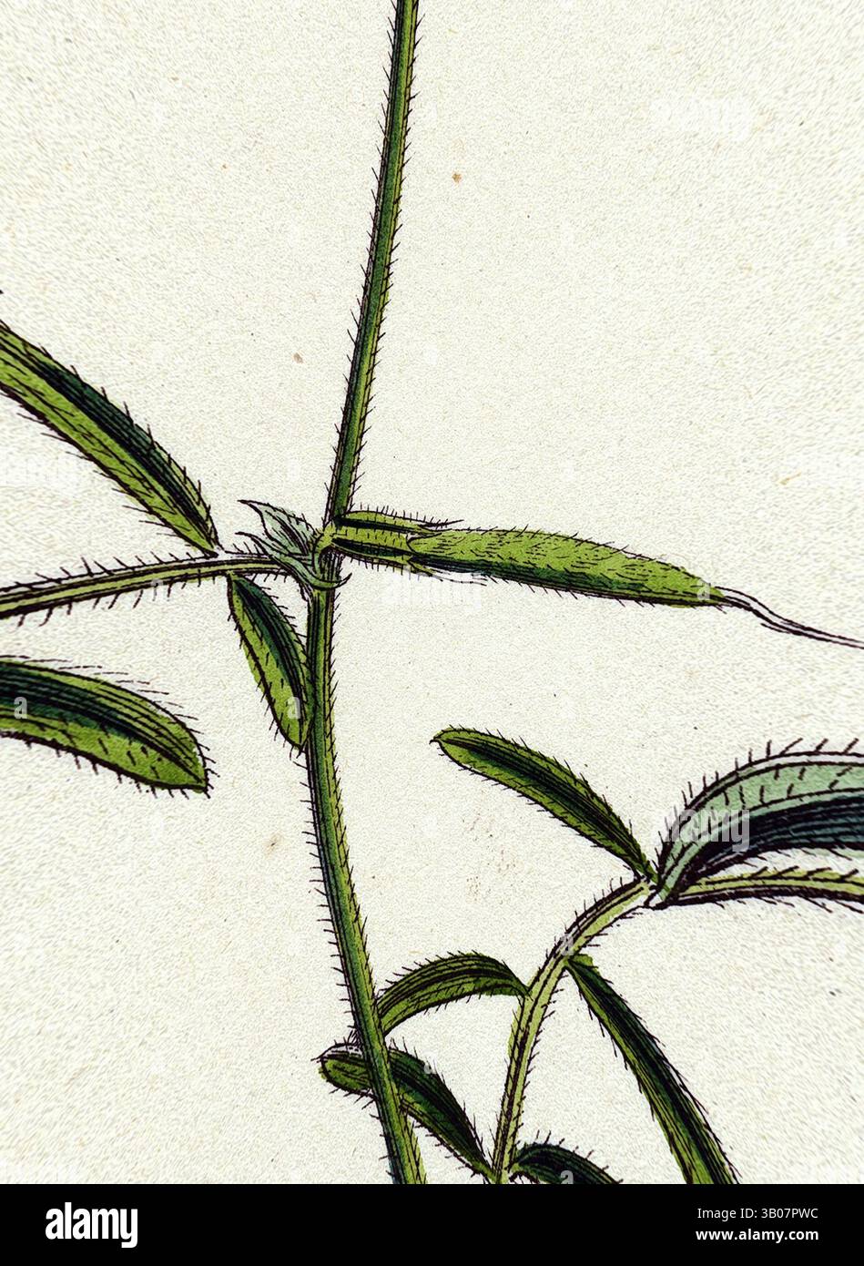 A detailed illustration of a slender plant stem featuring elongated ...