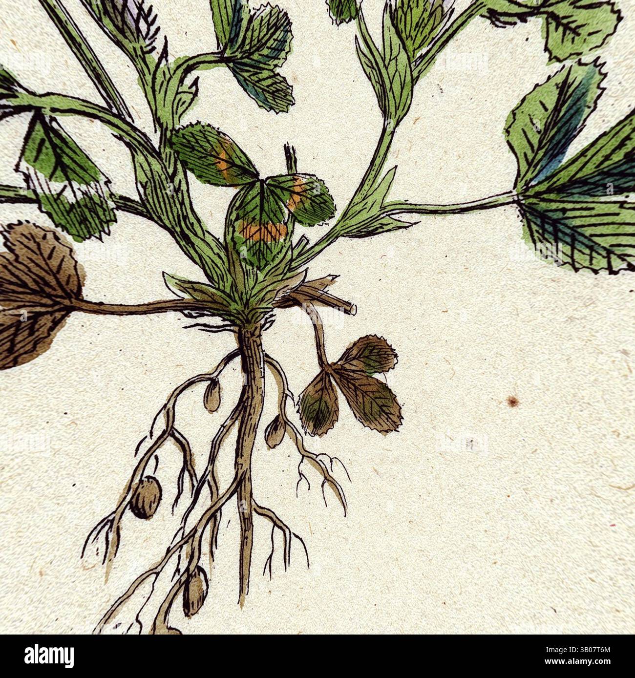 A detailed illustration of a plant with vibrant green leaves and ...