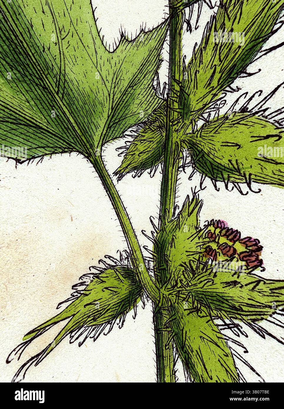 A detailed illustration of a plant stem adorned with vibrant green ...
