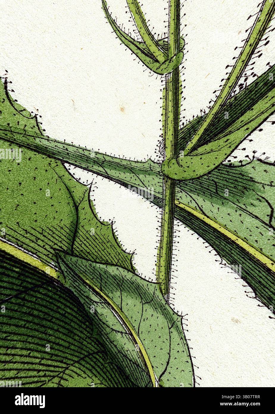 A close-up view of a plant stem, showcasing intricate details of its ...