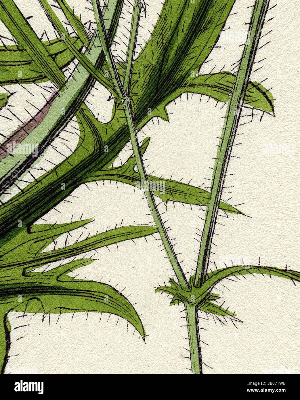 Featuring spiky thorns hi-res stock photography and images - Alamy