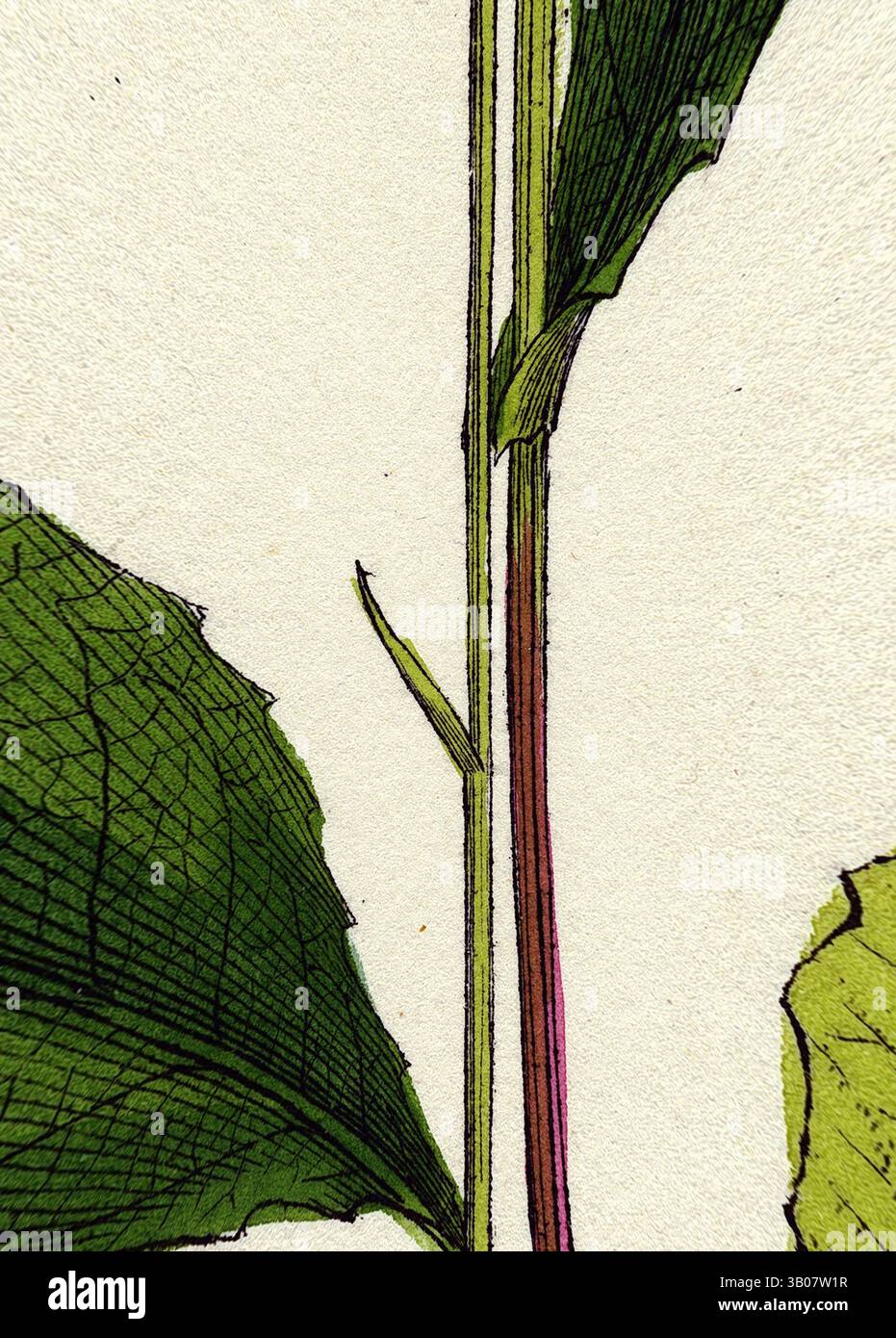 A close-up view of a plant stem and leaves, highlighting the intricate ...