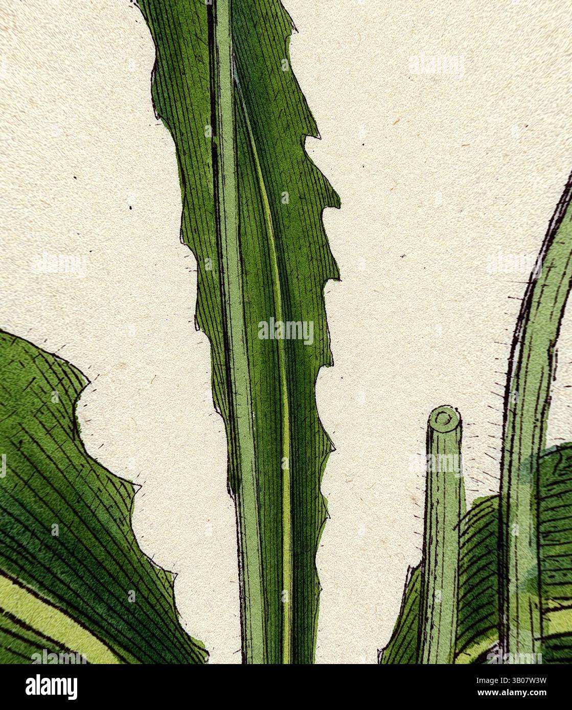 Budding stem hinting hi-res stock photography and images - Alamy