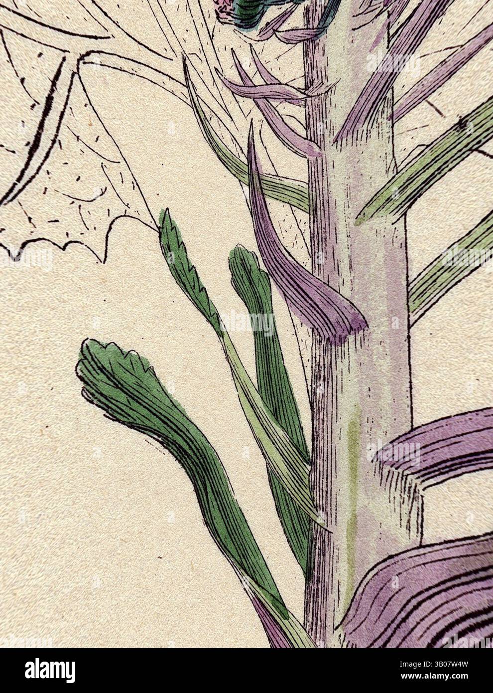 A detailed illustration showcasing the intricate textures and forms of ...