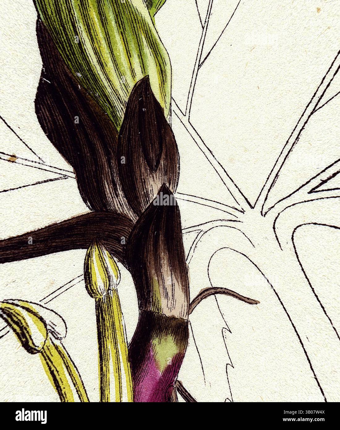 A close-up view of a botanical illustration featuring detailed ...