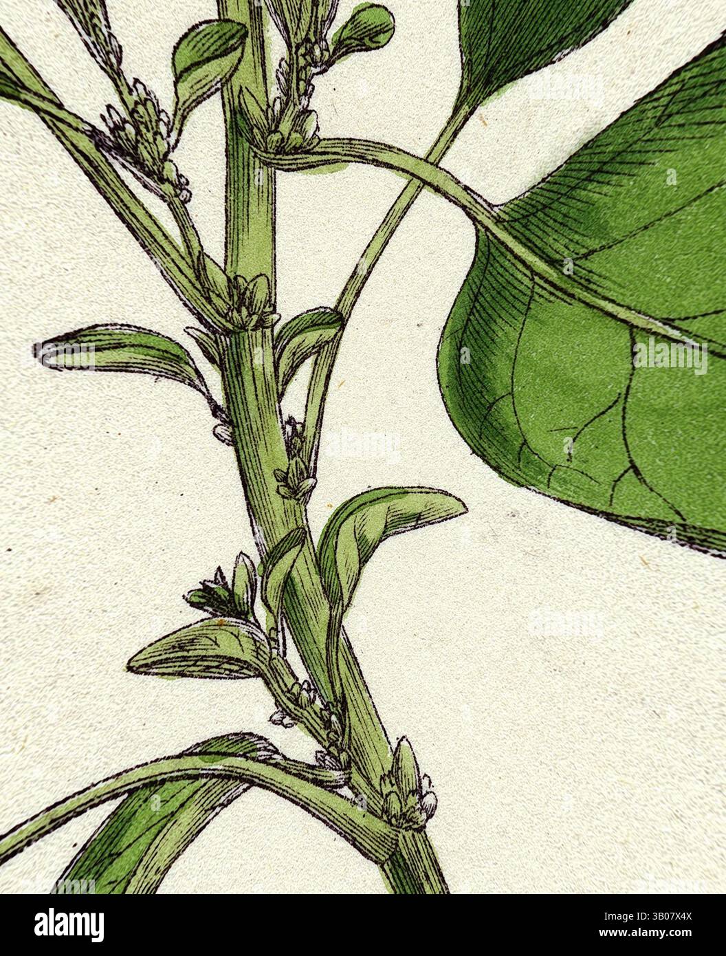 A detailed illustration of a plant stem featuring vibrant green leaves ...