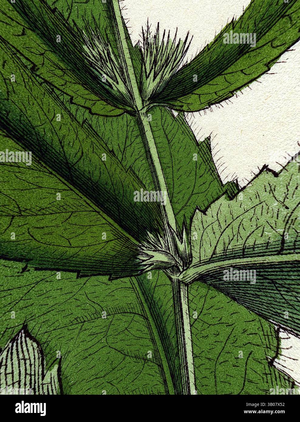 Intricate details of a plant's stem and leaves, showcasing their ...
