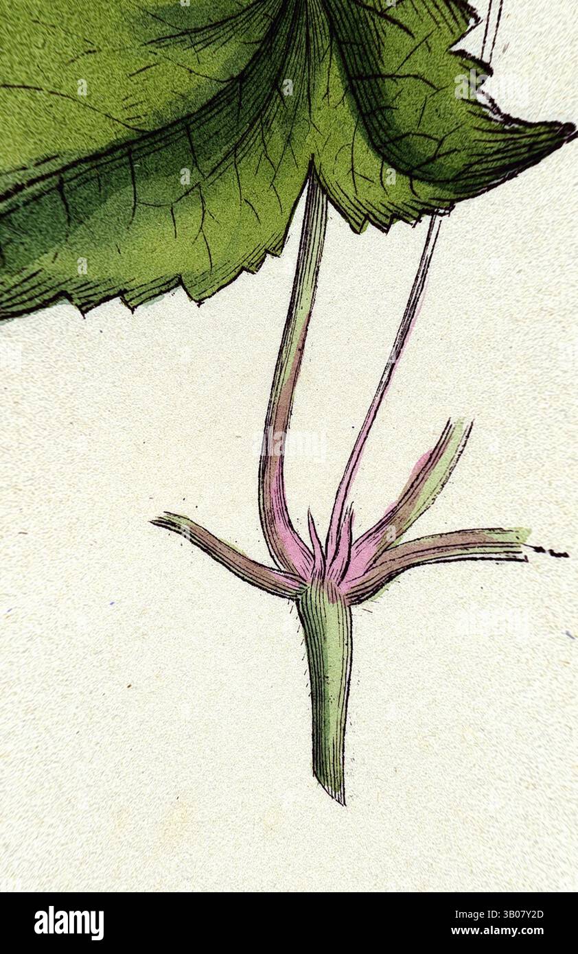 A delicate illustration of a plant's stem and budding flower ...