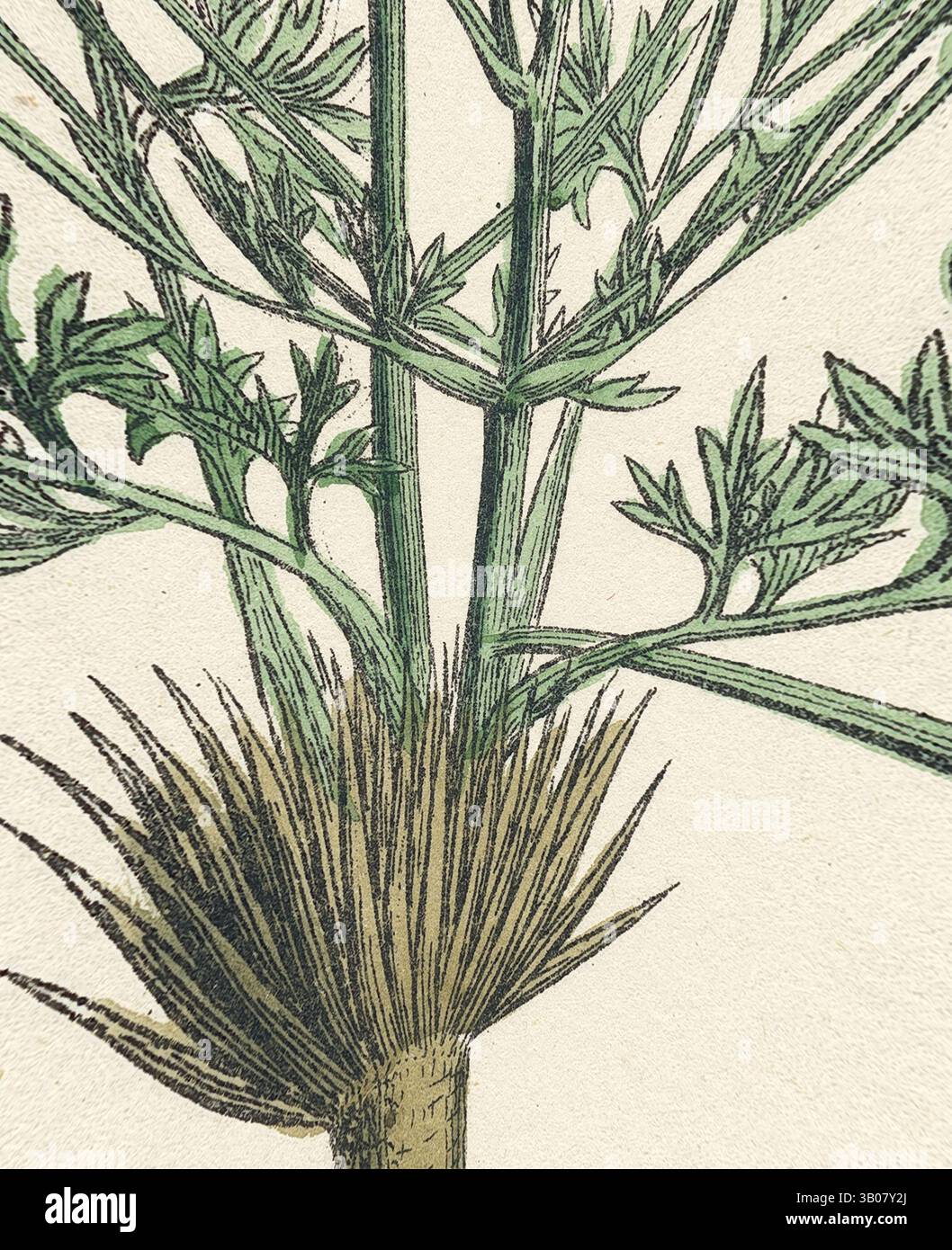 A detailed botanical illustration showcasing a plant with intricate ...