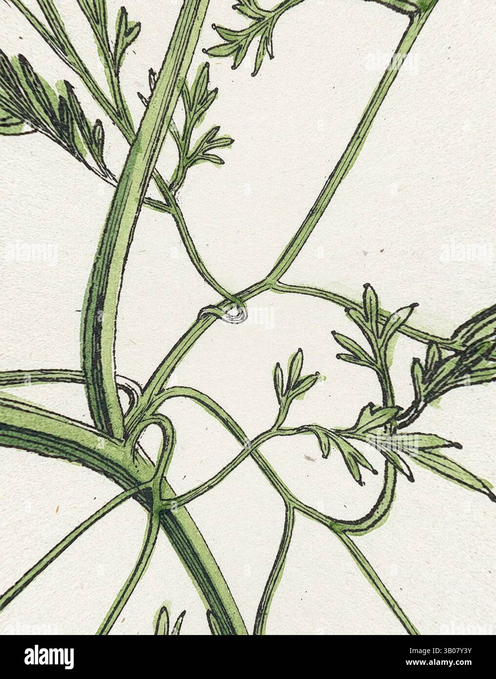 A close-up view of intertwining green plant stems and delicate leaves ...