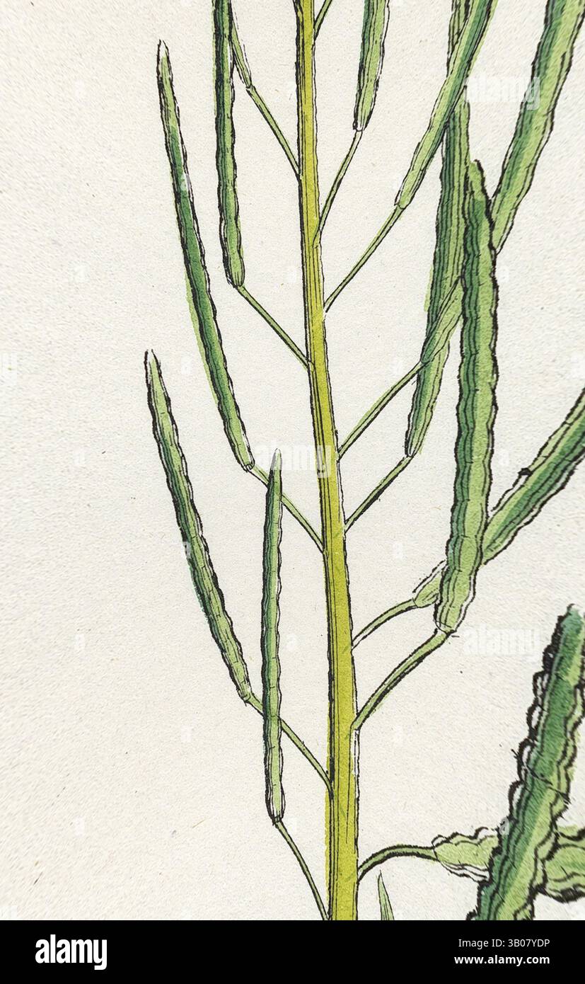 A detailed illustration of a slender green plant stem featuring long ...