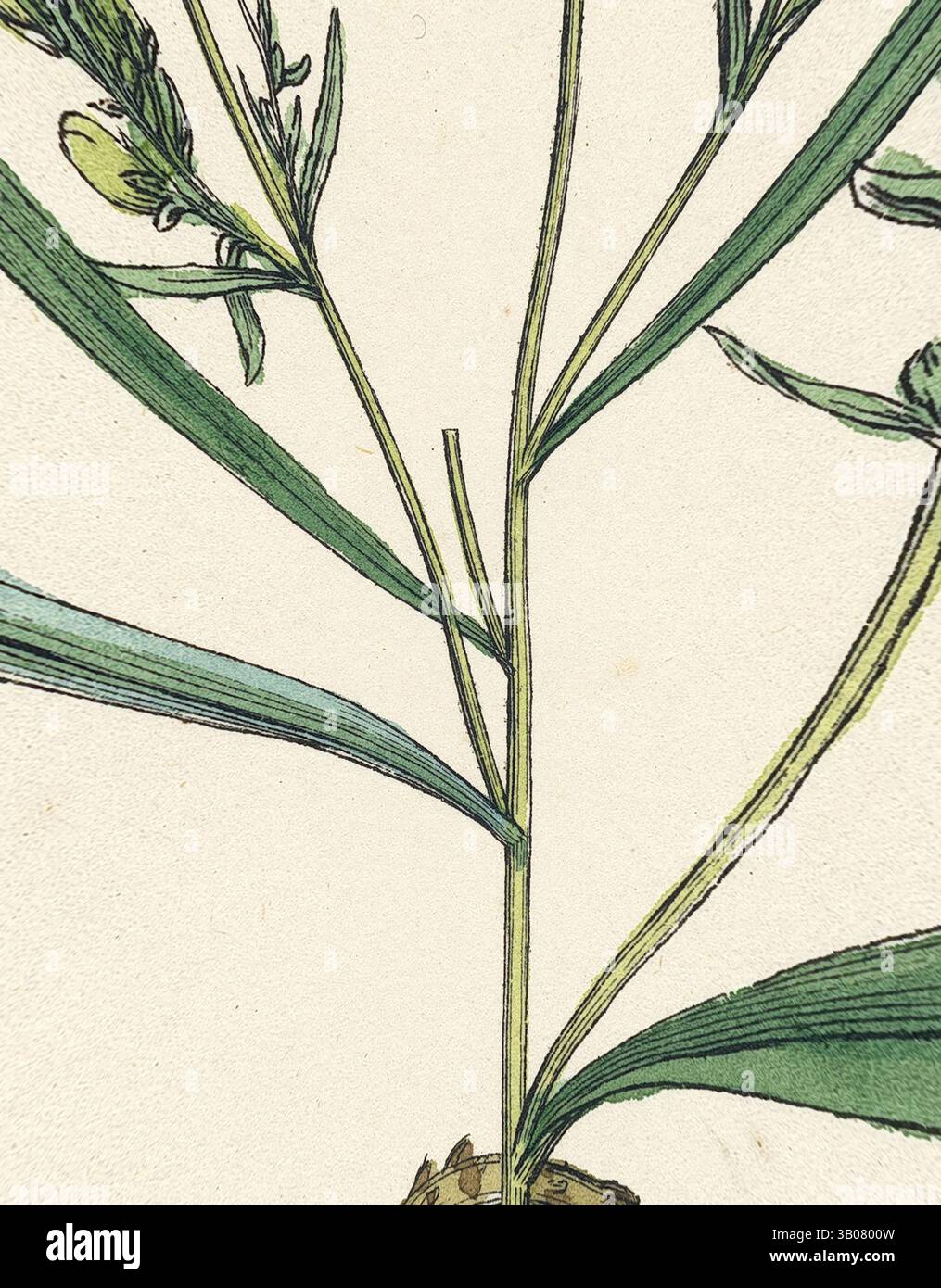A detailed illustration of a plant, showcasing its slender green stems ...