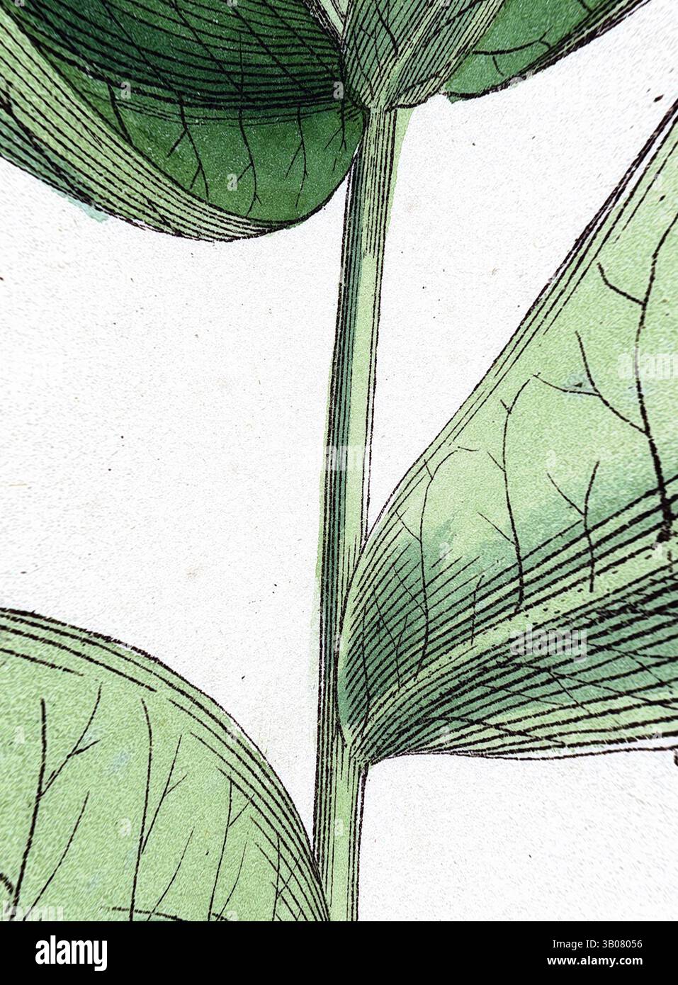 A close-up view of lush green leaves showcasing intricate veins and ...