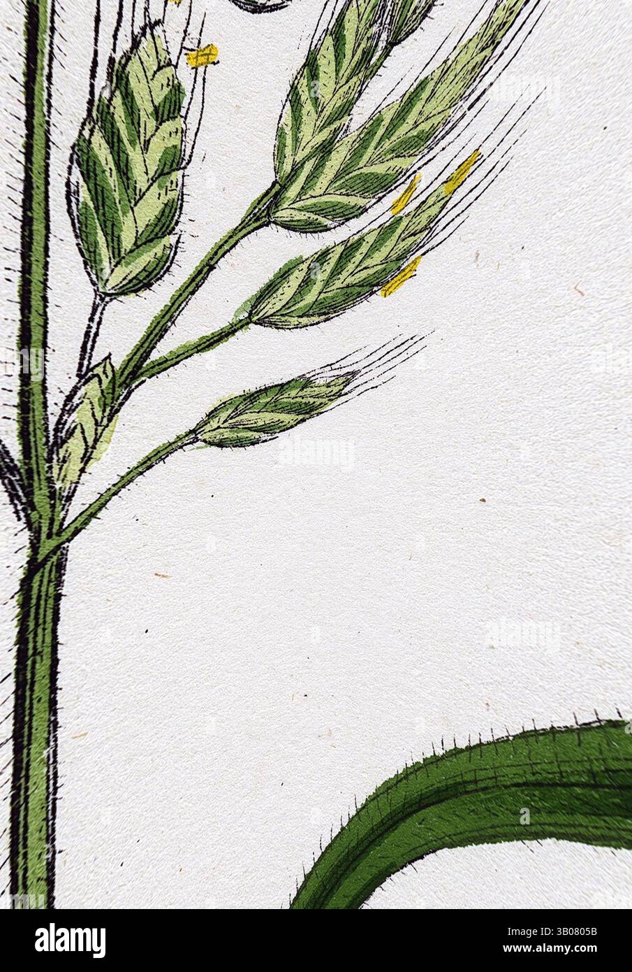 A detailed illustration of a plant stem with slender, elongated leaves ...