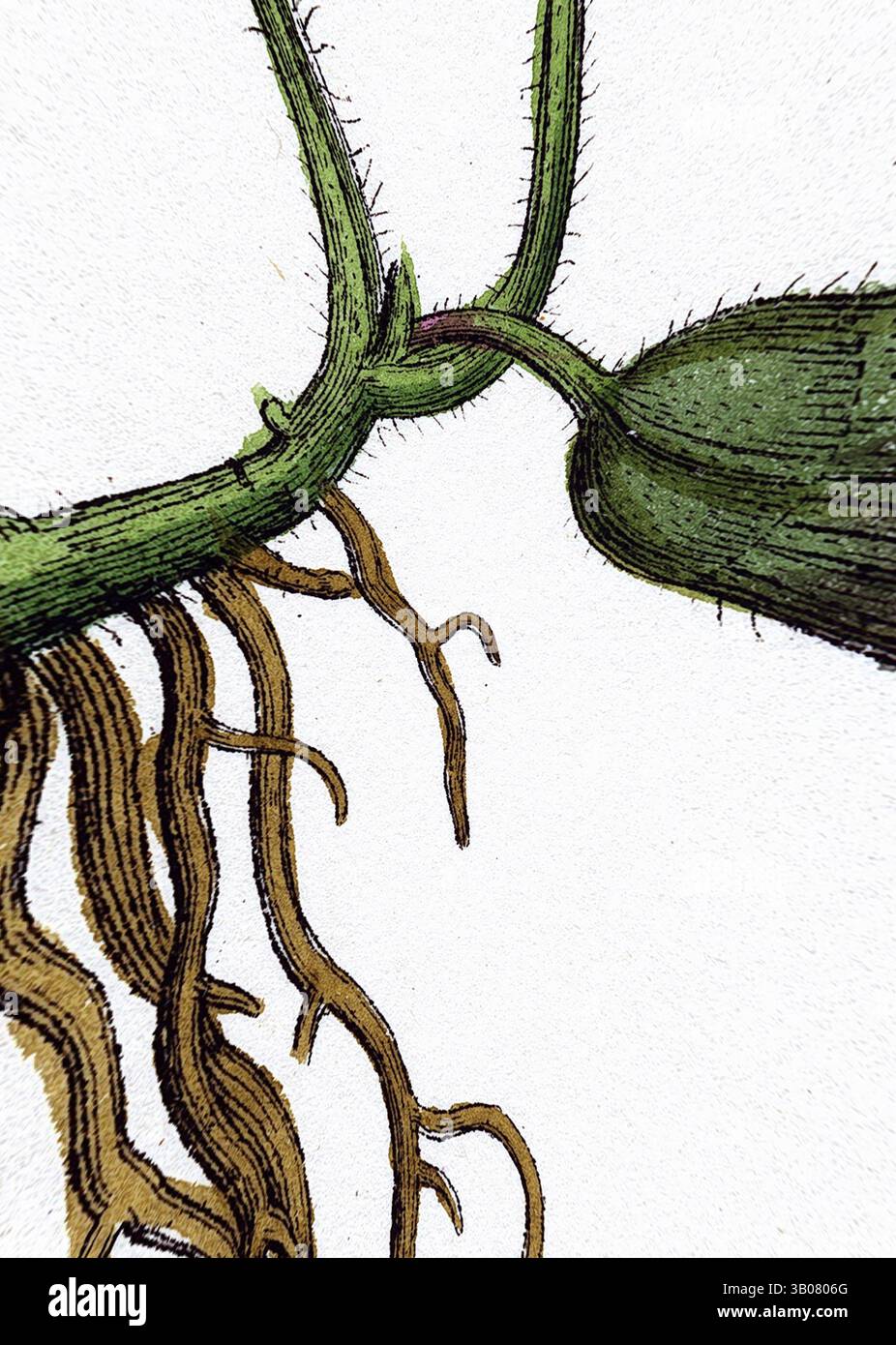 A close-up view of a plant's structure, showcasing intricate roots ...