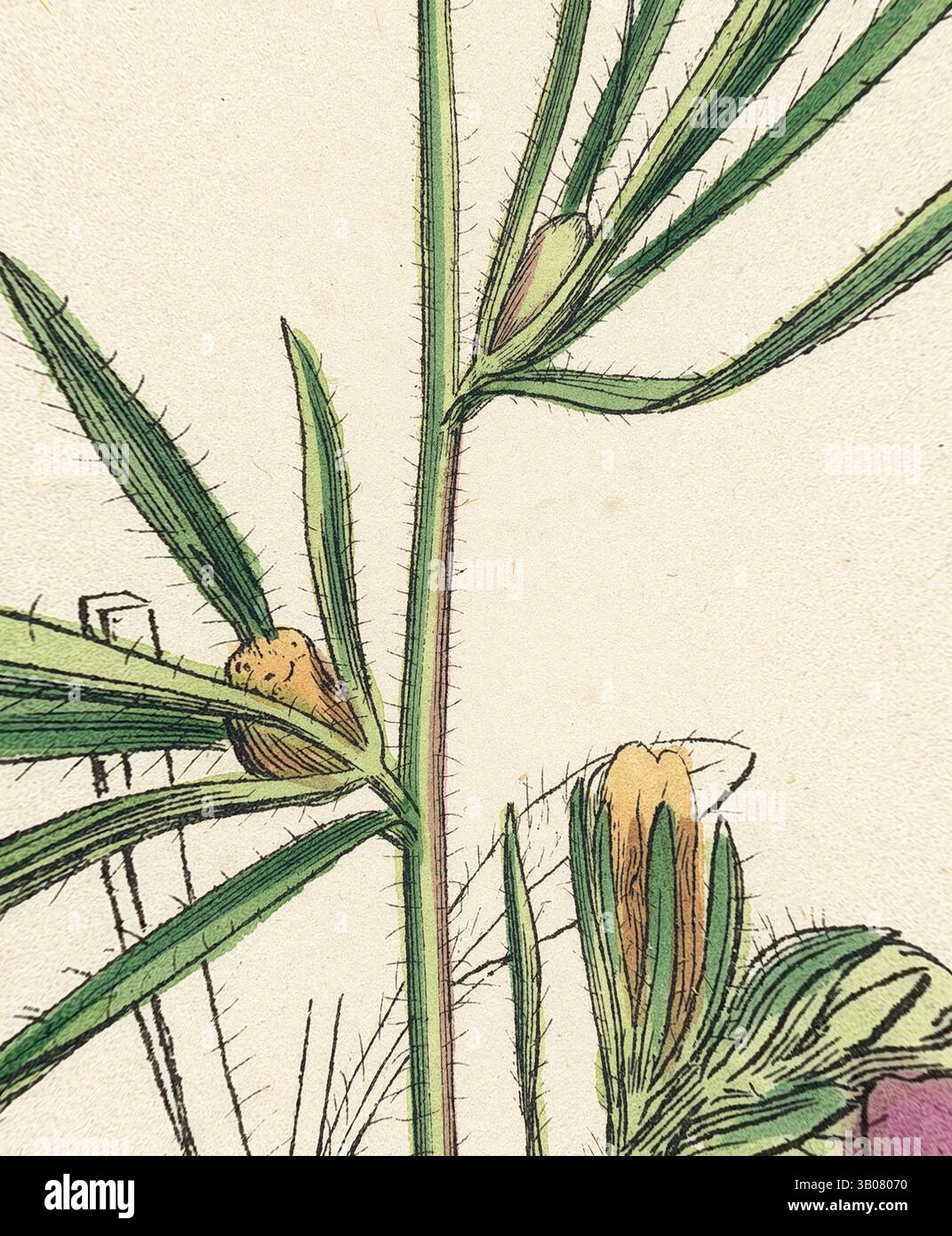 Budding flower formations ready hi-res stock photography and images - Alamy