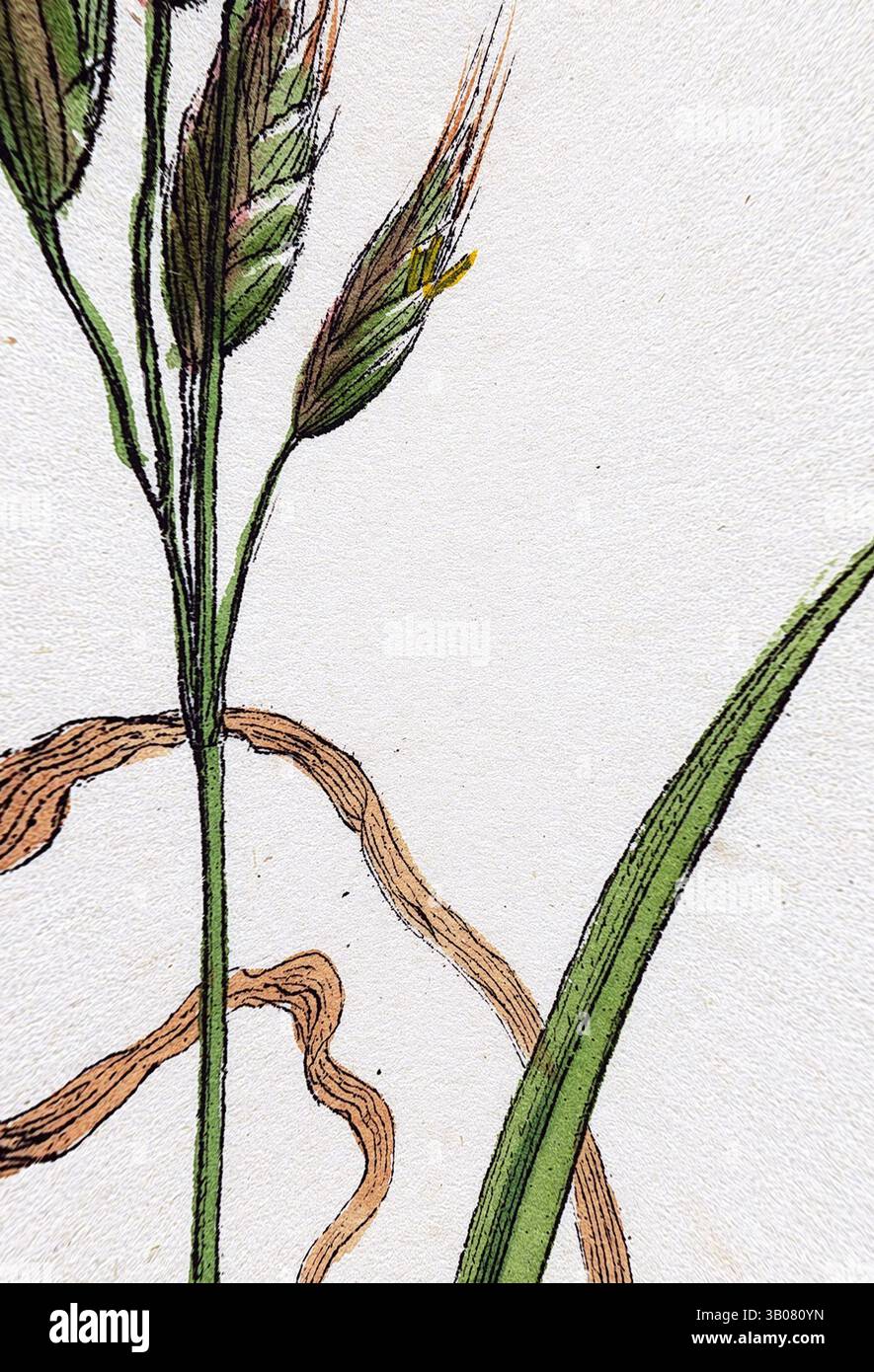 Delicate plant life depicted with intricate details, showcasing slender ...