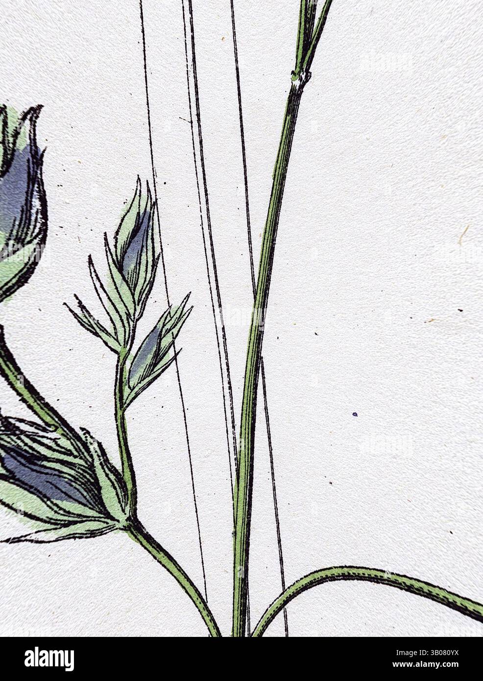 A delicate illustration of a flowering plant features slender stems and ...