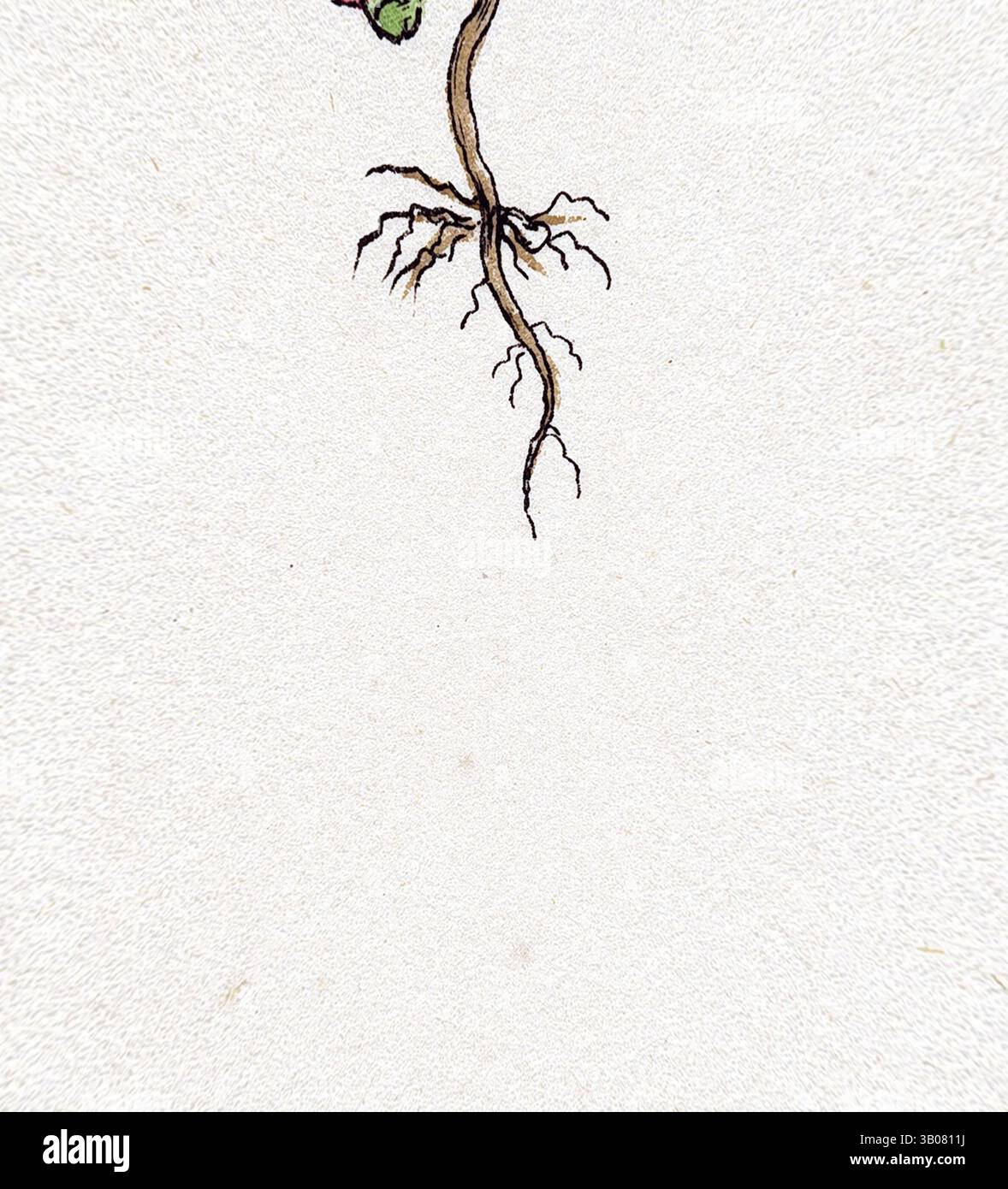 A delicate illustration features a solitary plant, with intricate roots ...